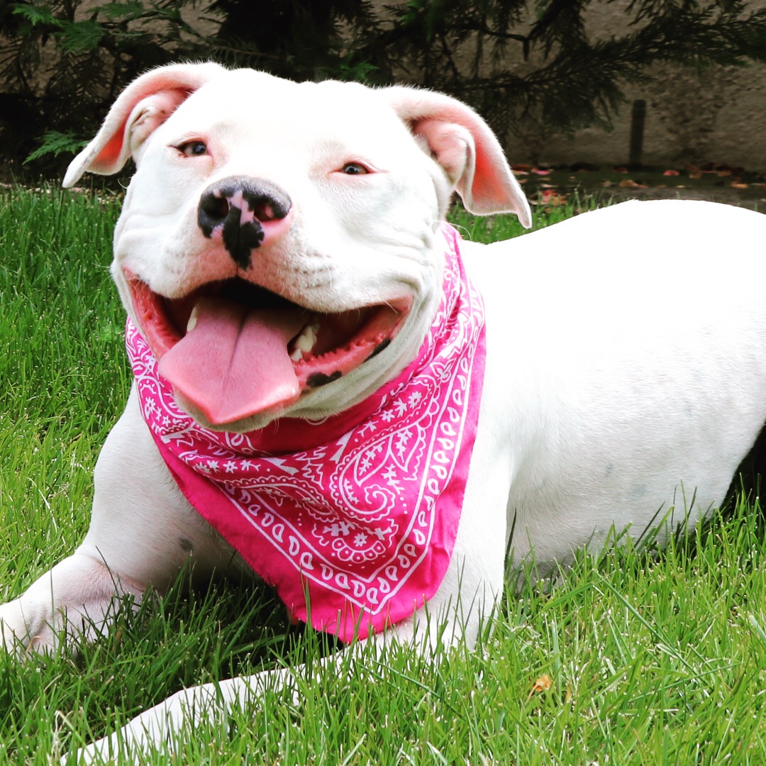 Veterinary Visalia, CA - House of Paws Veterinary Clinic