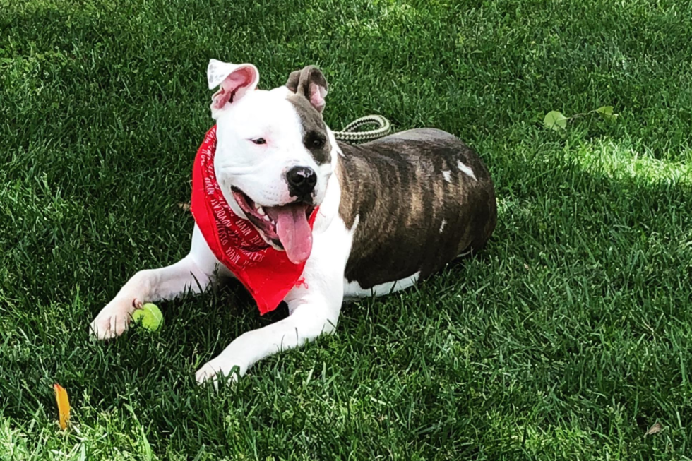 Veterinary Visalia, CA - House of Paws Veterinary Clinic