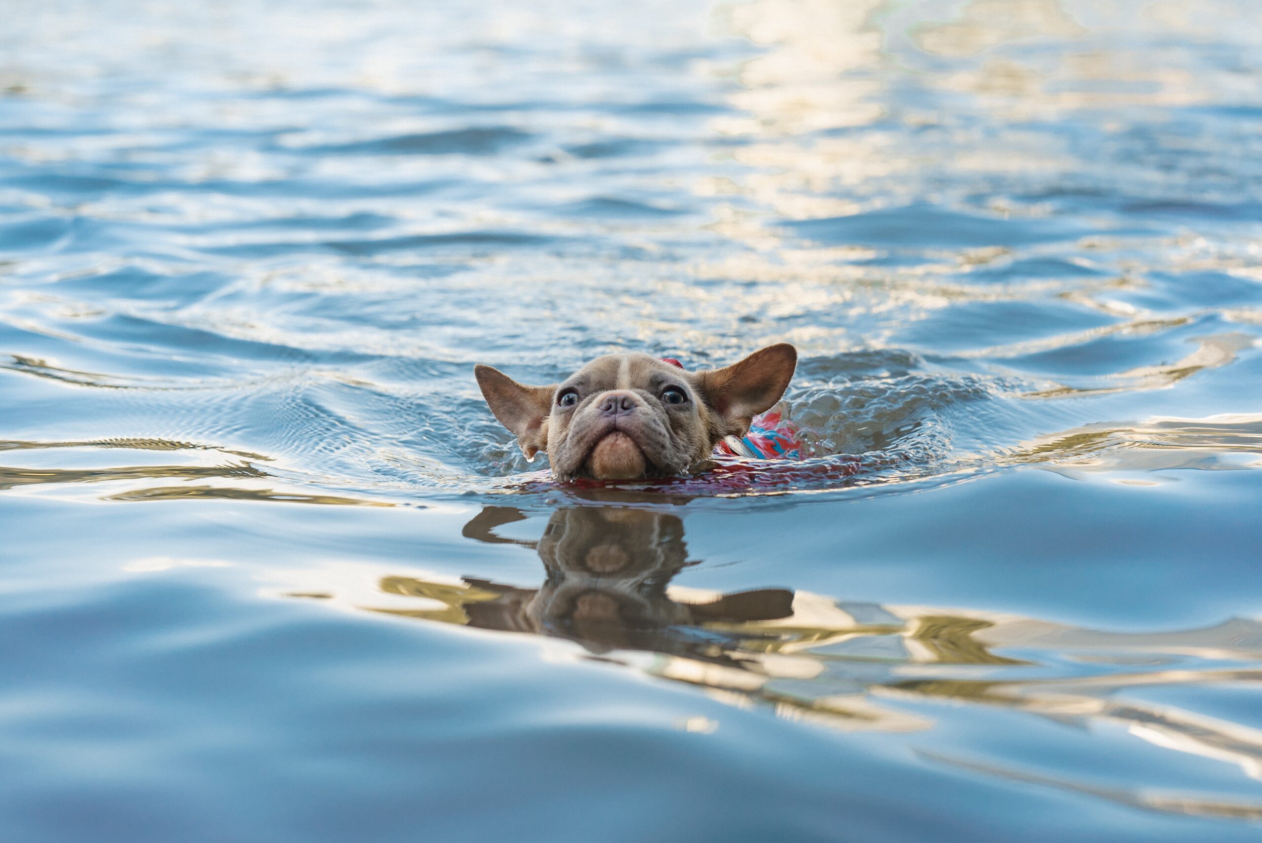 Five Guidelines for Ensuring Your Pet's Safe Swimming Experience