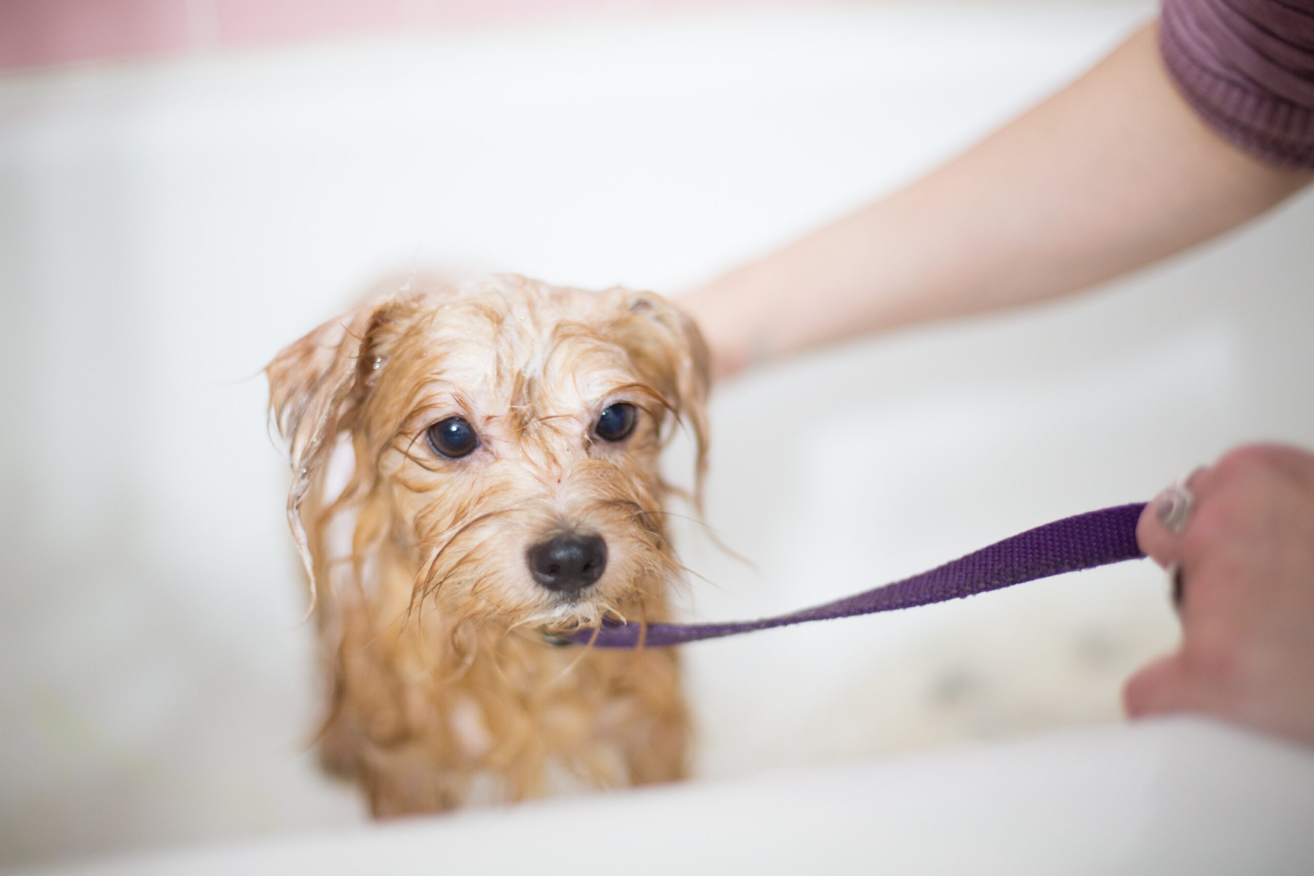 Choosing the Perfect Shampoo for Your Dog's Coat - House of Paws ...