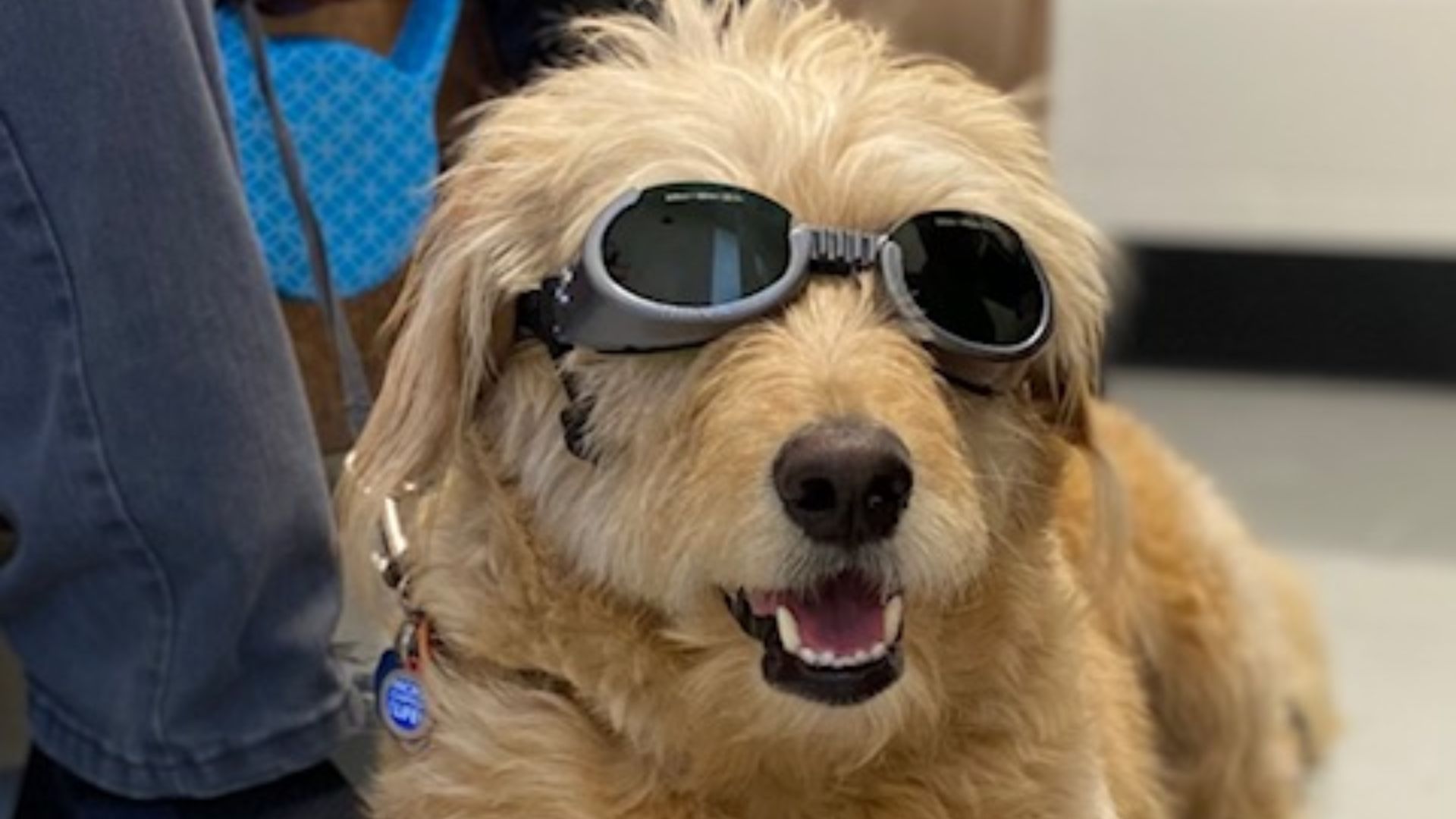 Laser Therapy in Visalia - House of Paws Veterinary Clinic